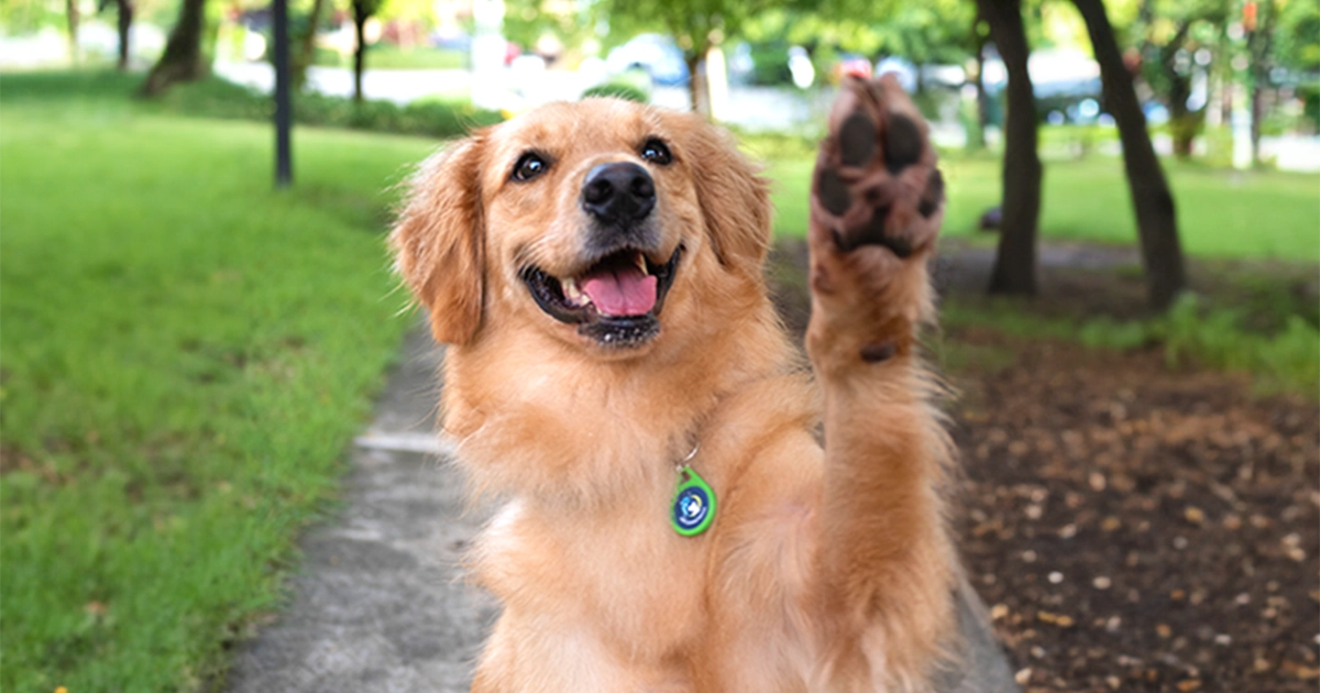 Registro Dominicano de Mascotas | Protege y localiza a tu compañero